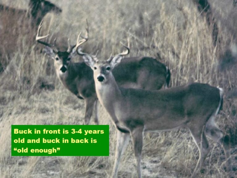 Aging Deer in Texas 18 | Aging Bucks on the Hoof