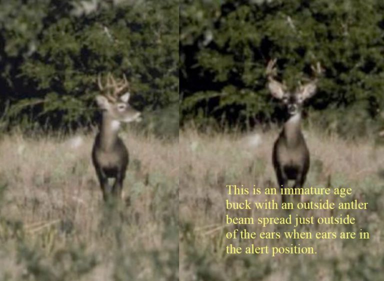 Aging Deer in Texas 28 | Aging Bucks on the Hoof