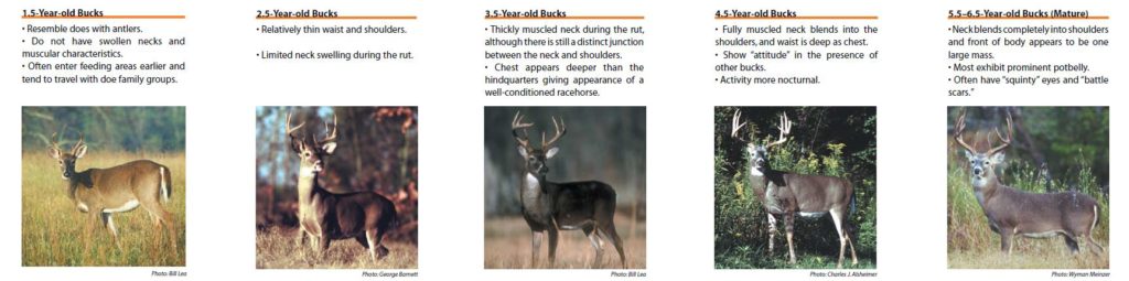 Aging Whitetail Bucks (for Mobile) | Aging Bucks on the Hoof