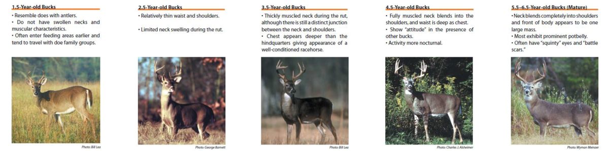 Aging Whitetail Bucks (for Mobile) | Aging Bucks on the Hoof