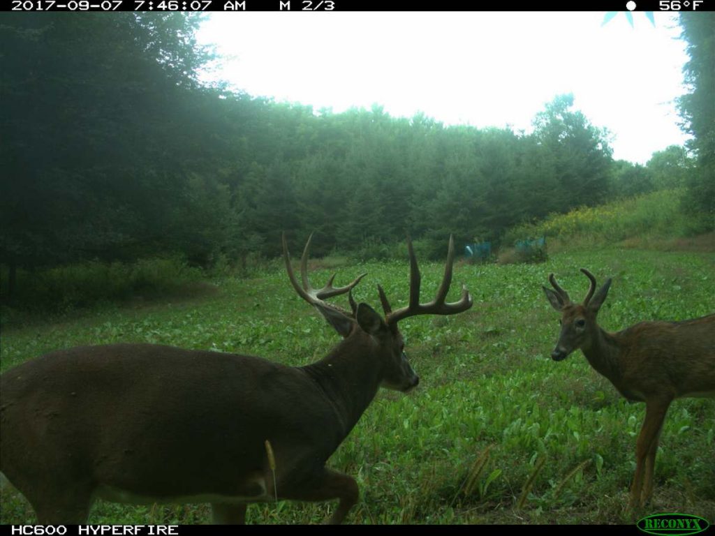 Age This Wisconsin Buck on the Hoof | Aging Bucks on the Hoof