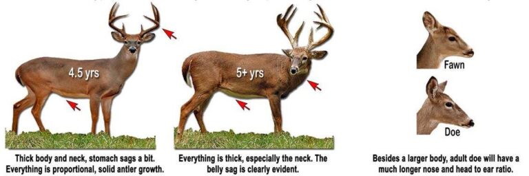 12 Tips for Aging Deer on the Hoof - Age in Field & Photos