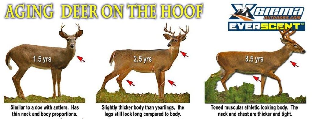 12 Tips for Aging Deer on the Hoof - Age in Field & Photos